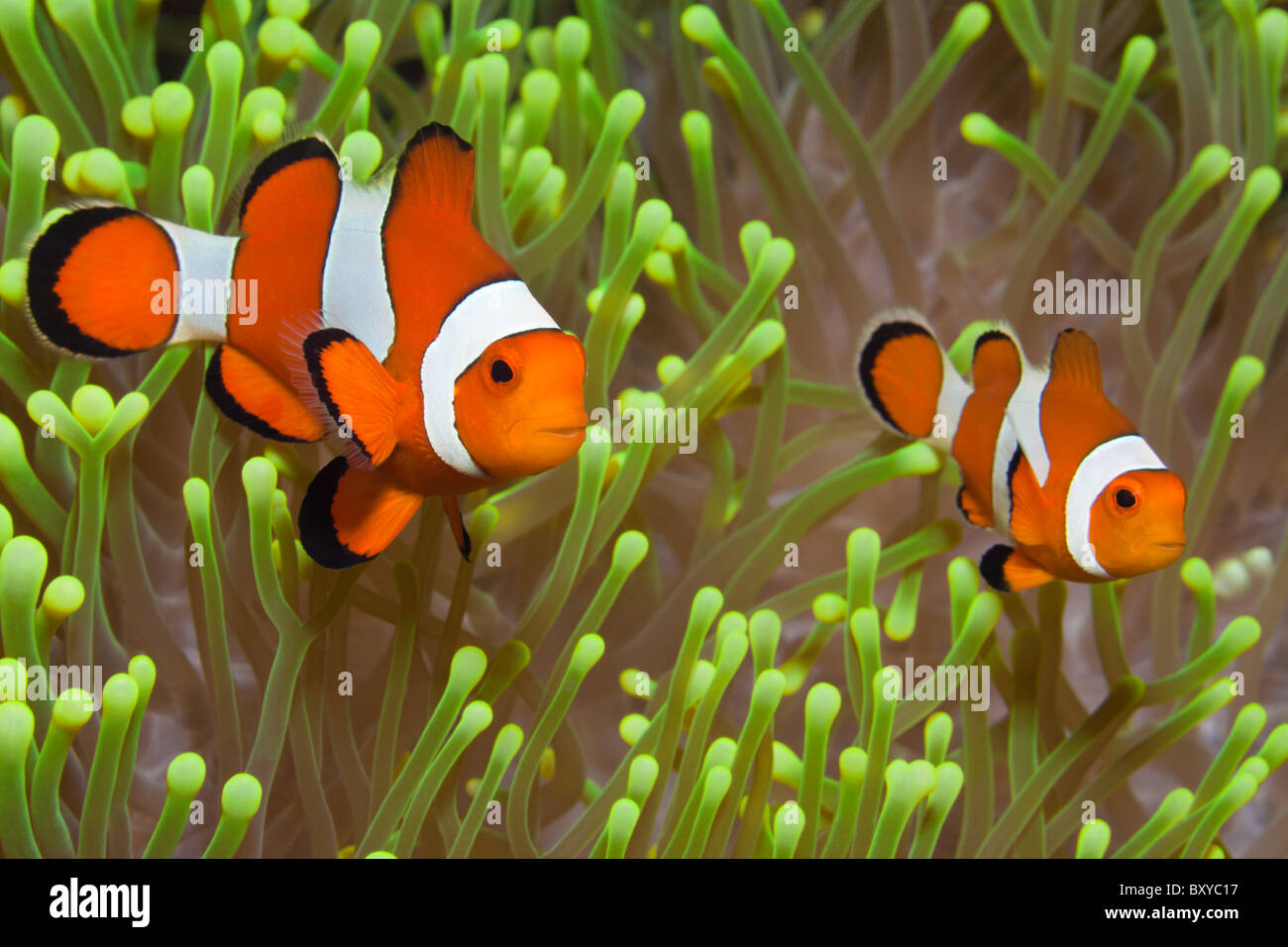 Percula clownfish hi-res stock photography and images - Alamy