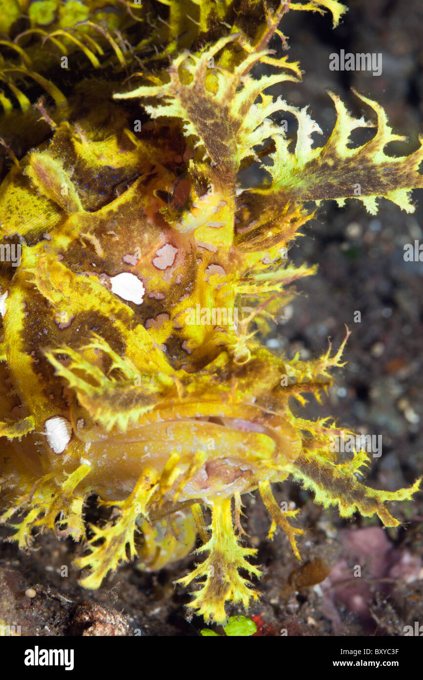 Yellow Weedy Scorpionfish, Rhinopias frondosa, Alam Batu, Bali ...