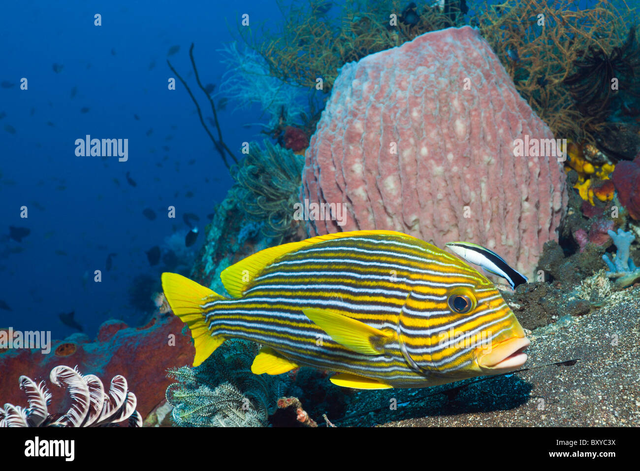 Yellow-ribbon Sweetlips and Cleaner Wrasse, Plectorhinchus polytaenia ...