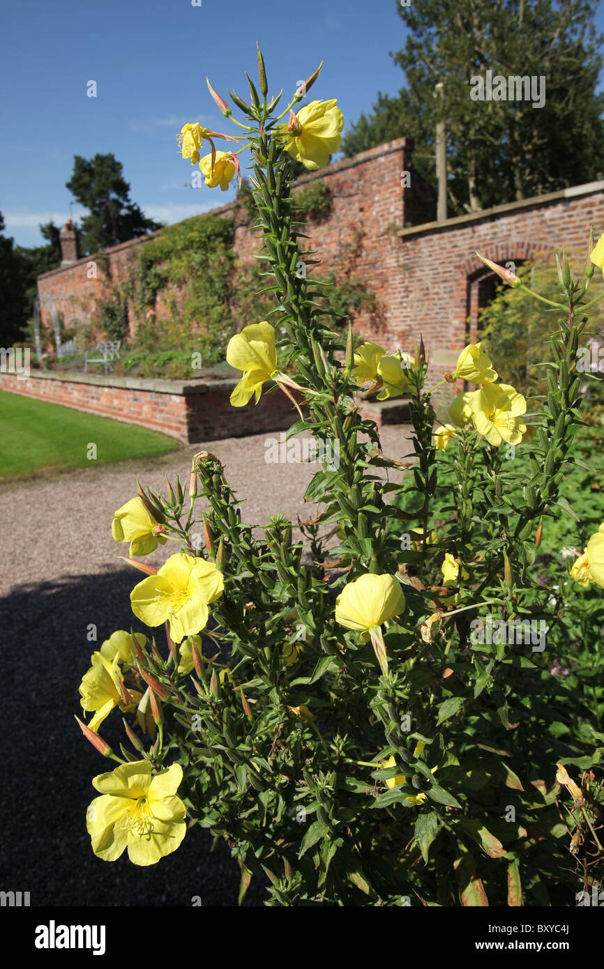 Capesthorne Hall, England. Summer view of evening primrose in full ...