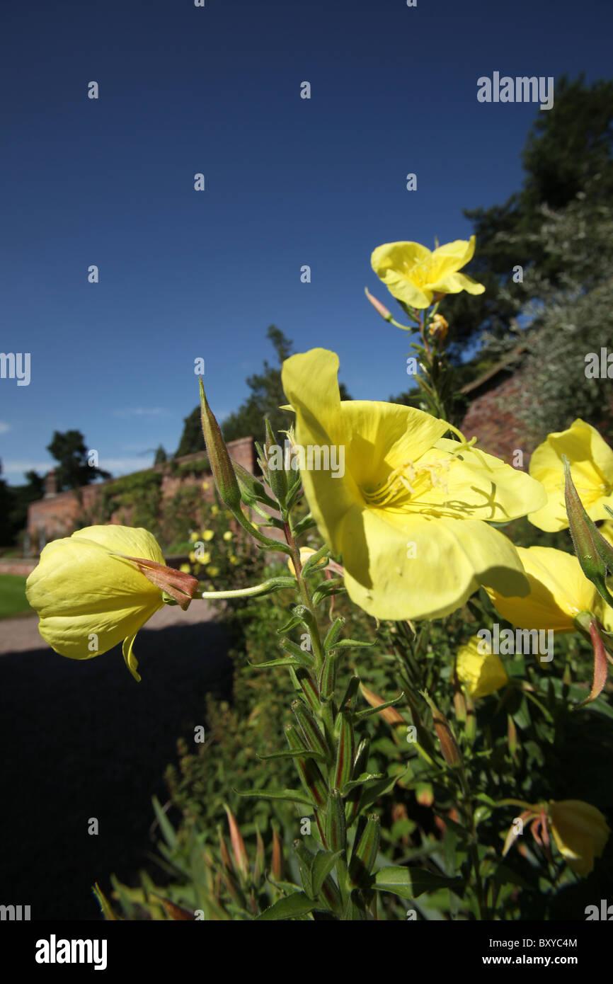 Primrose hall hi-res stock photography and images - Alamy