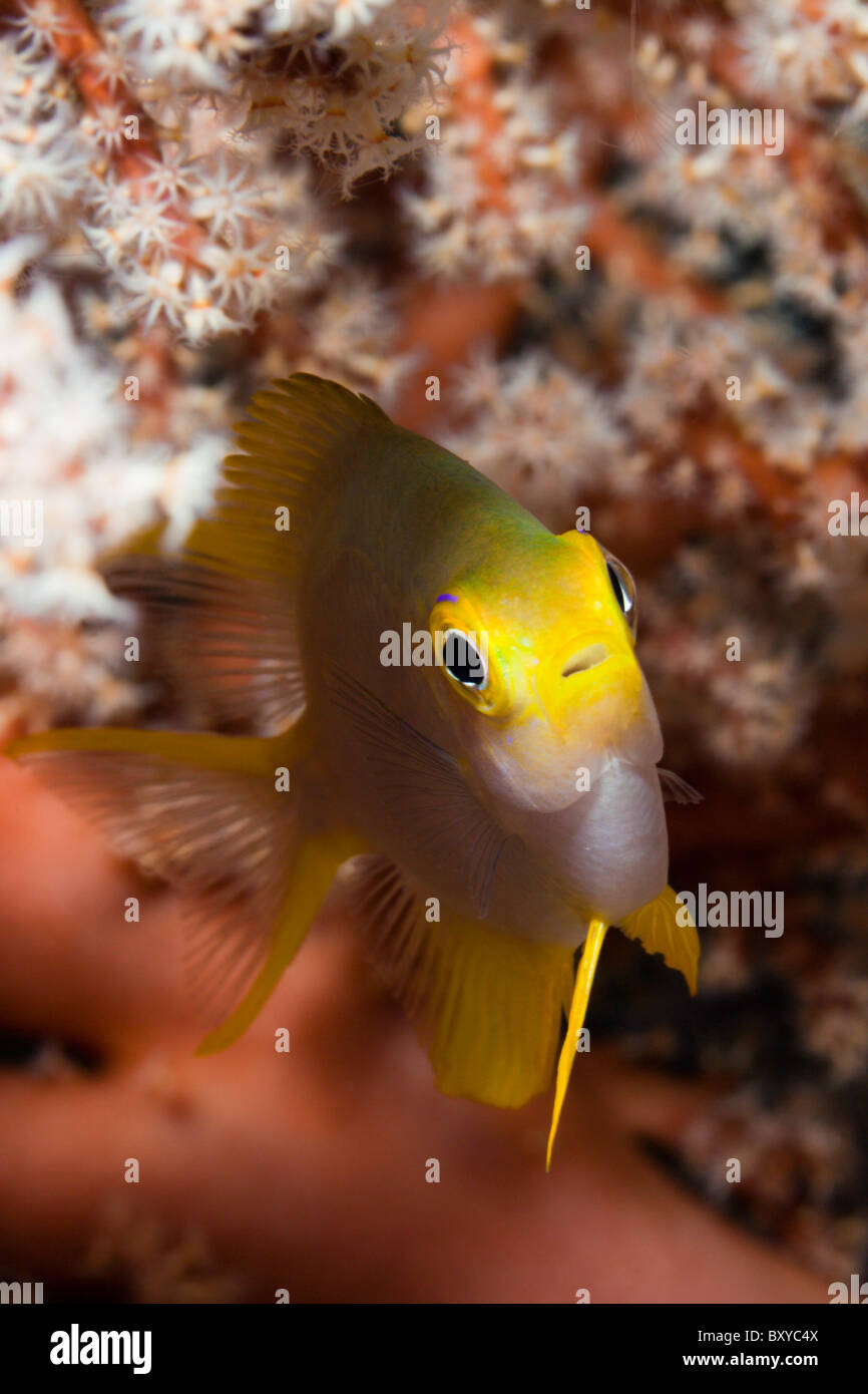 Golden Damsel, Amblyglyphidodon aureus, Alam Batu, Bali, Indonesia ...