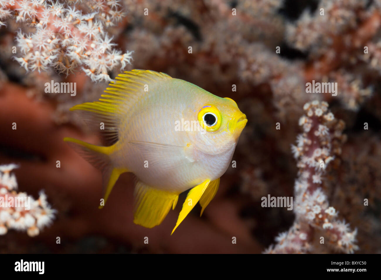 Golden Damsel, Amblyglyphidodon aureus, Alam Batu, Bali, Indonesia ...