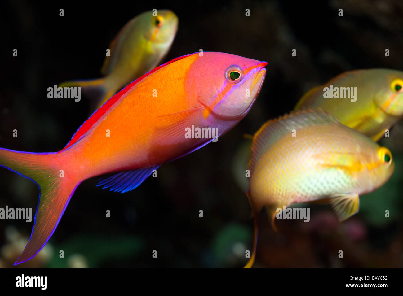 Pacific Flame Anthias, Pseudanthias dispar, Alam Batu, Bali, Indonesia ...