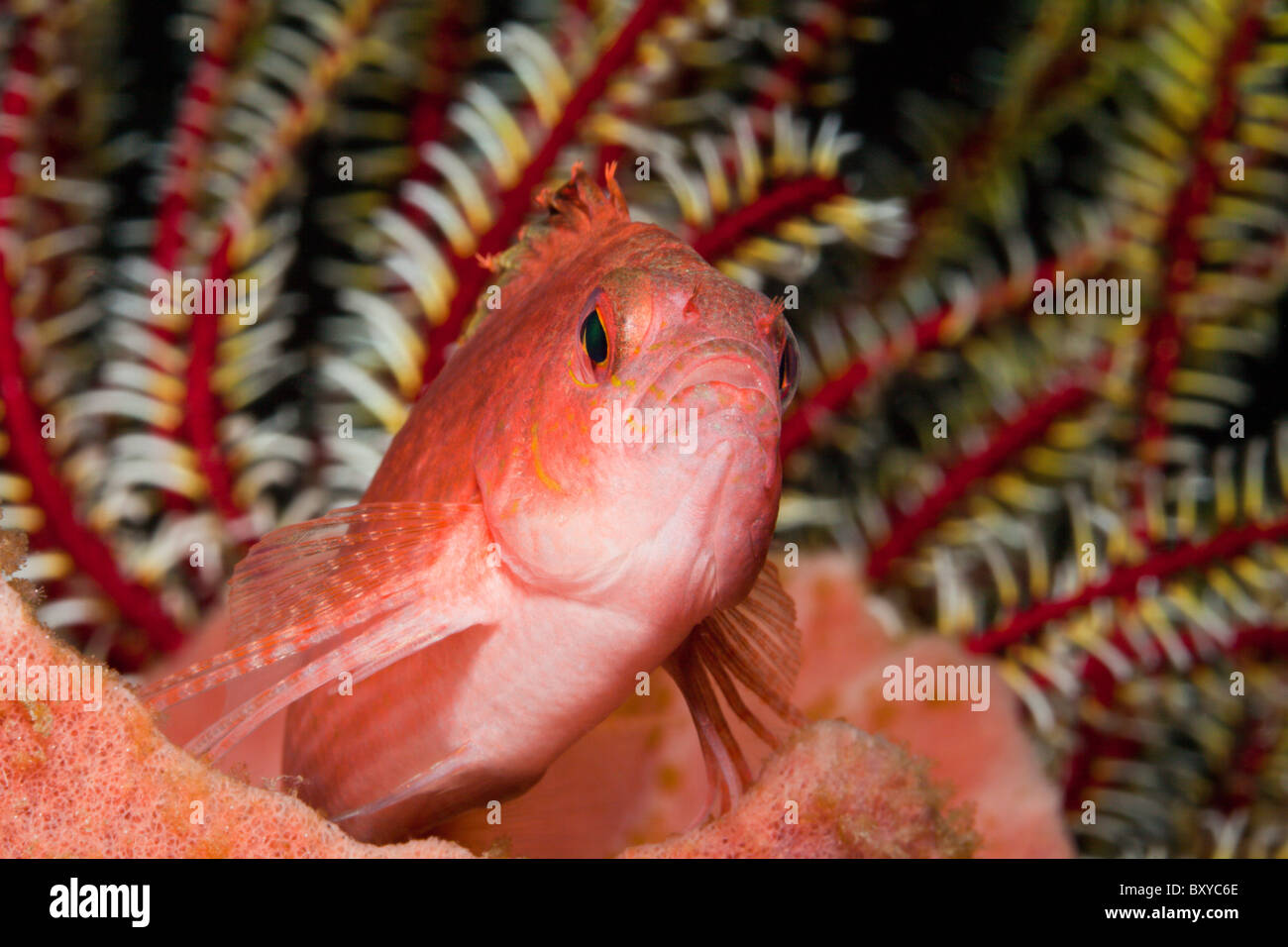 Swallowtail Hawkfish, Cyprinocirrhites polyactis, Alam Batu, Bali ...