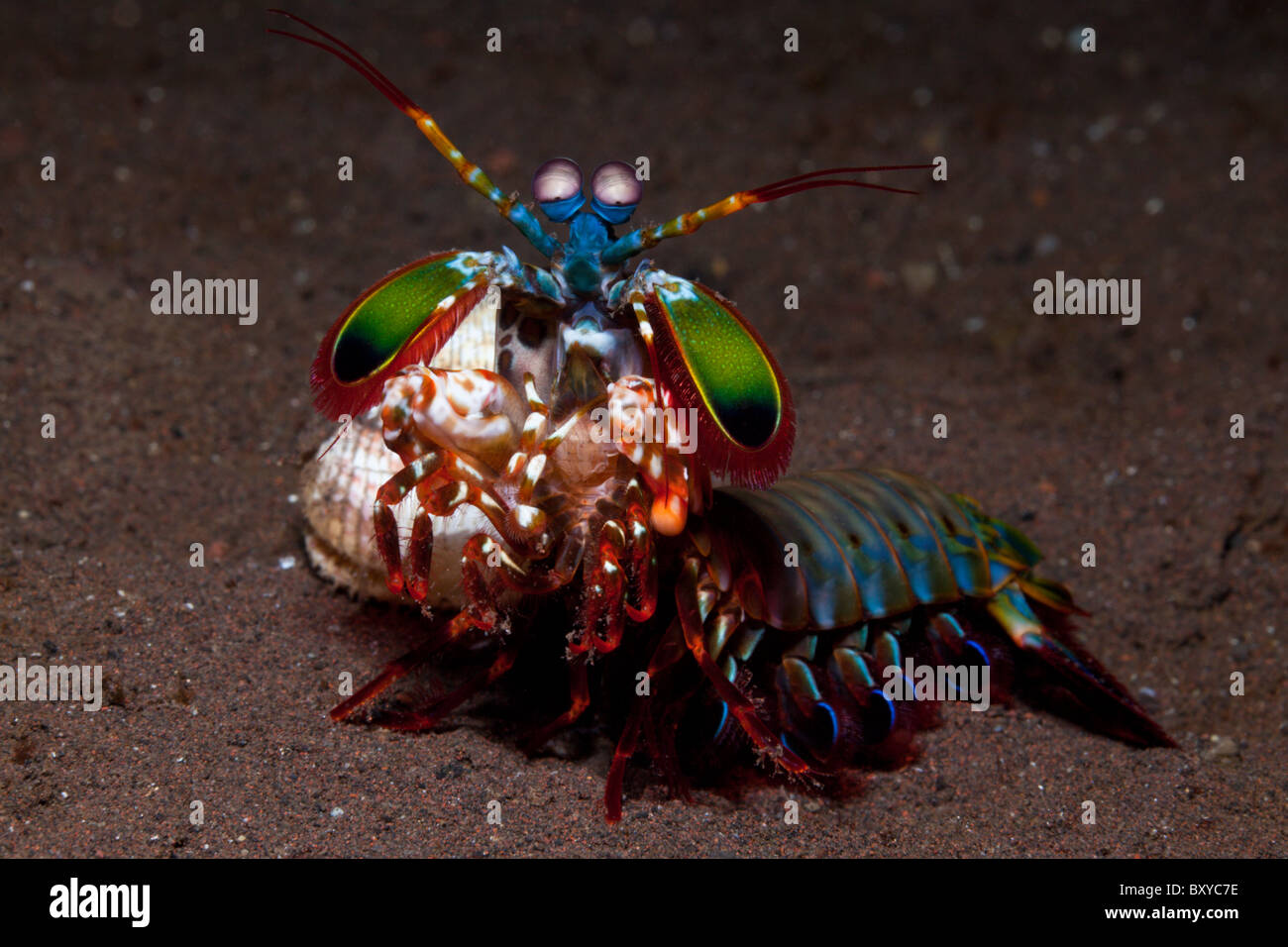 Mantis Shrimp guards captured Clam, Odontodactylus scyllarus, Seraya ...
