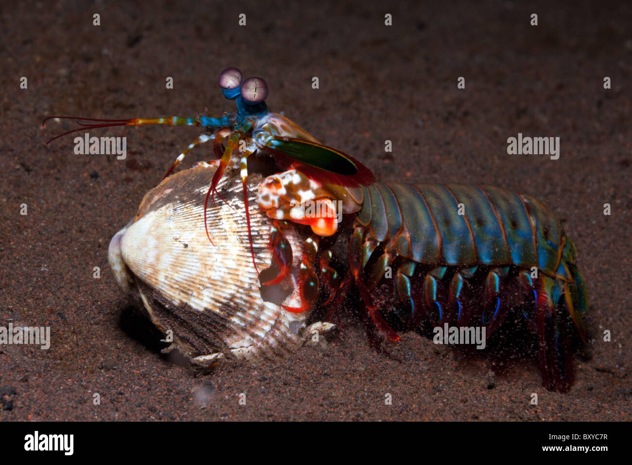 Mantis Shrimp cracking captured Clam, Odontodactylus scyllarus, Seraya ...
