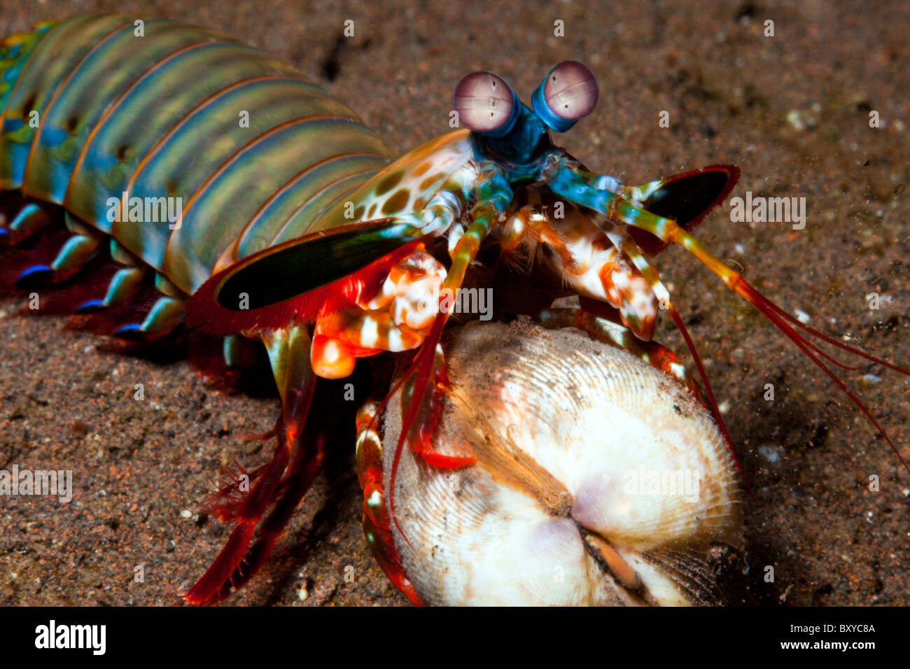 Mantis Shrimp Eating Clam