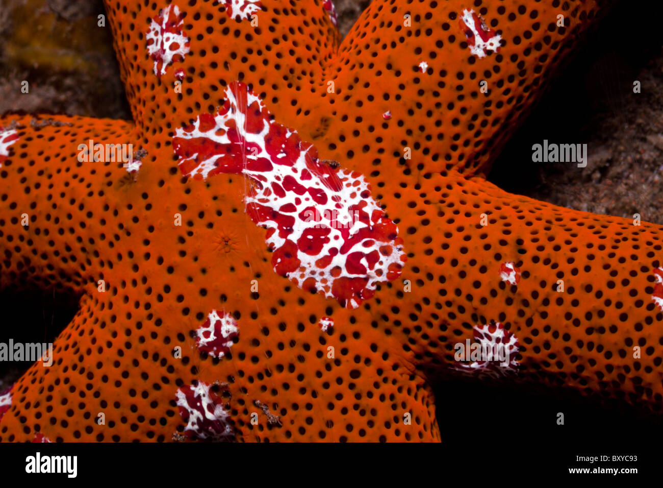 Starfish comb jelly hi-res stock photography and images - Alamy