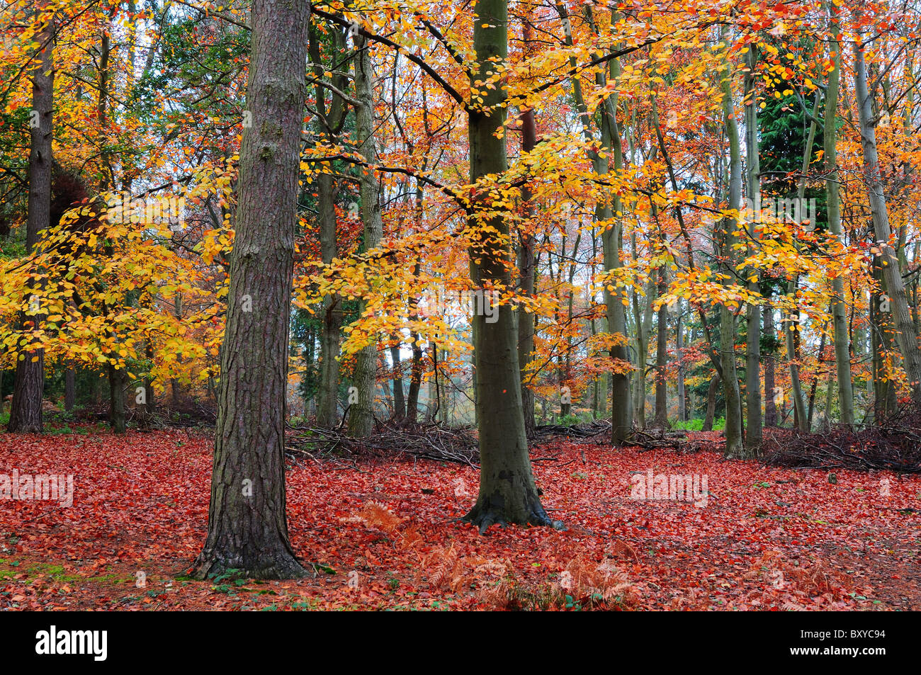 Autumn Colours, Rendlesham Forest Suffolk Stock Photo - Alamy