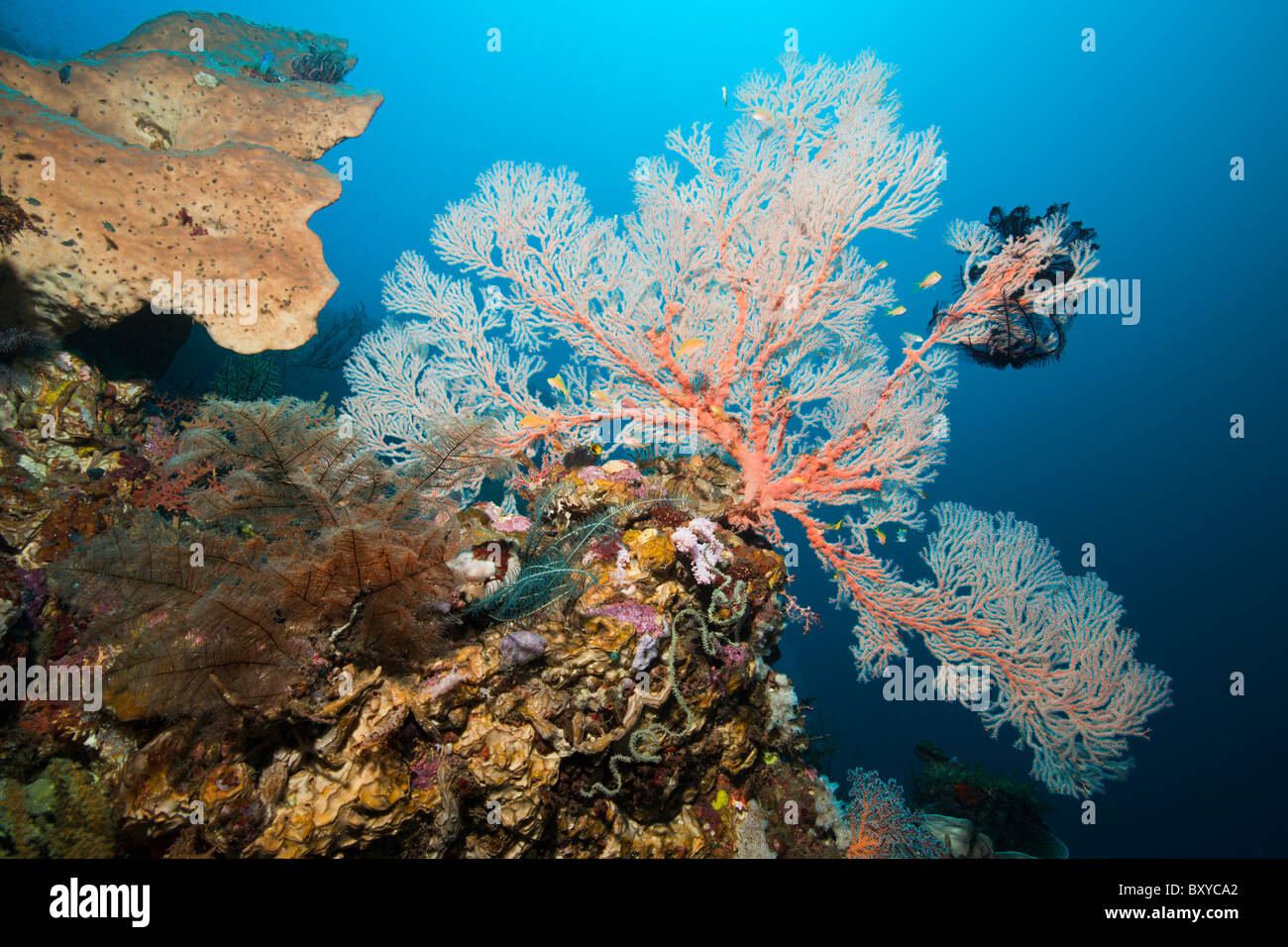 Seafan in Coral Reef, Melithaea ochracea, Alam Batu, Bali, Indonesia ...