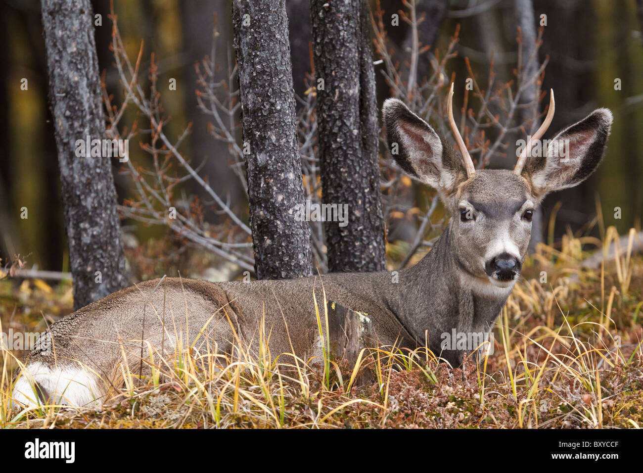 Mule deer buck, odocoileus hemionus, Jasper National Park, Alberta ...
