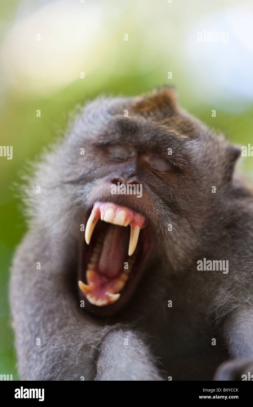Monkey teeth hi-res stock photography and images - Alamy