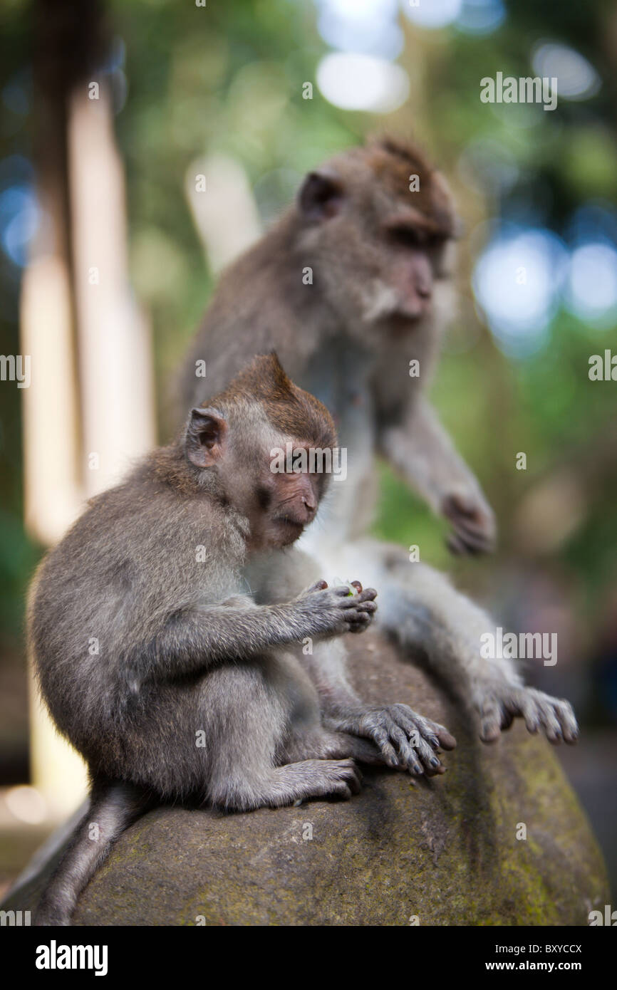 Philippine monkey hi-res stock photography and images - Alamy