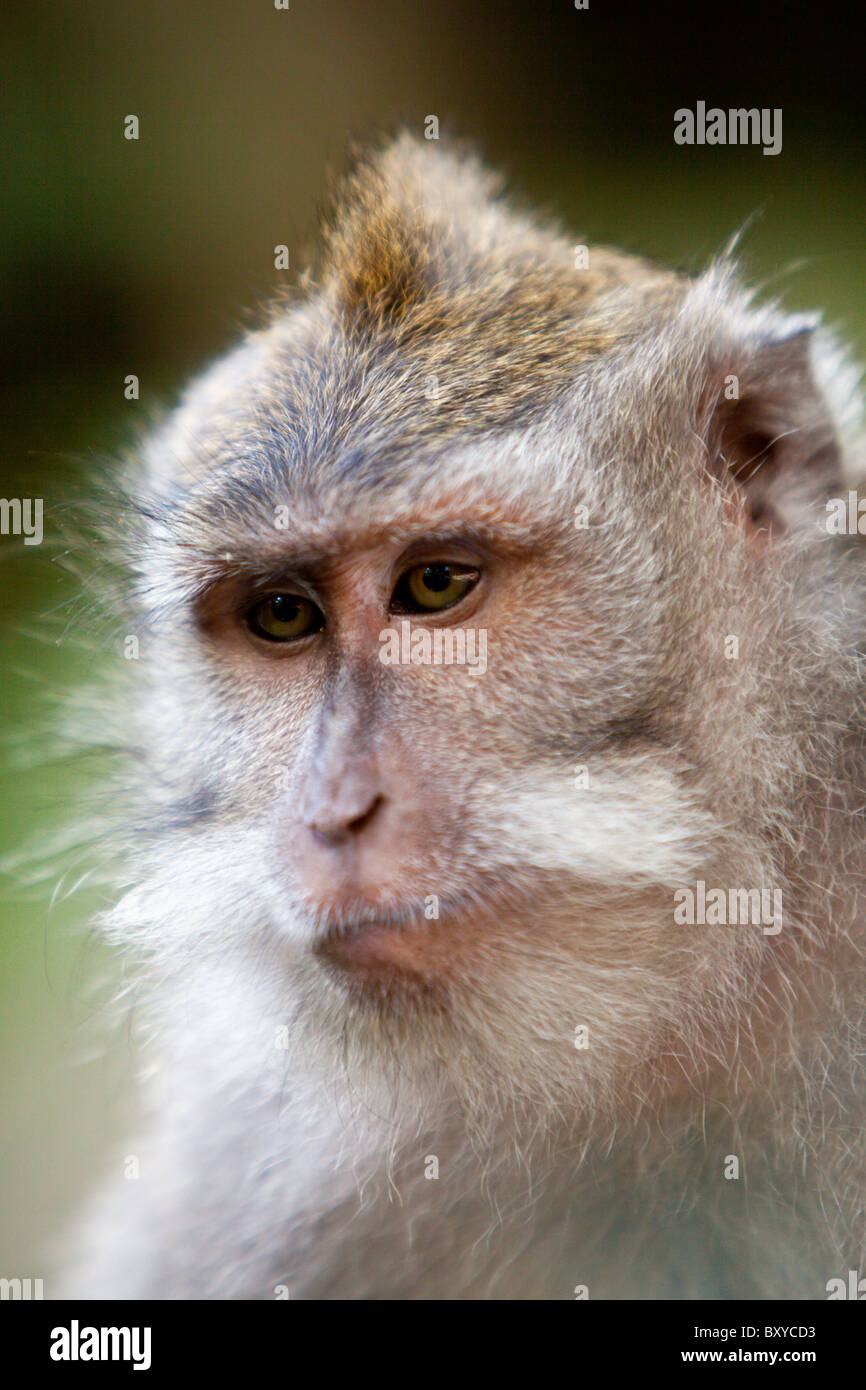 Longtailed macaque hi-res stock photography and images - Alamy