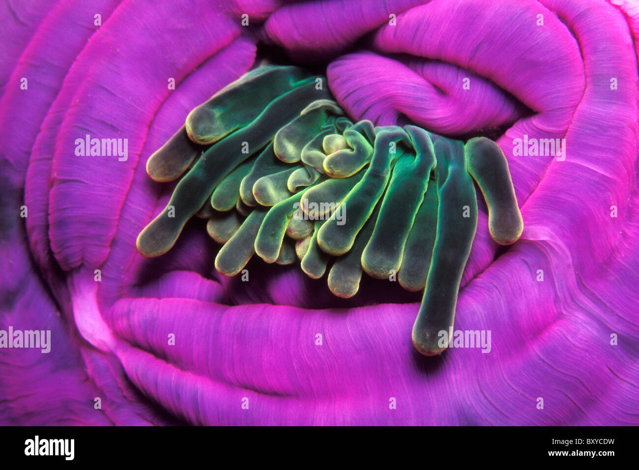 Tentacle of Magnificent Anemone, Heteractis magnifica, Phuket, Thailand ...