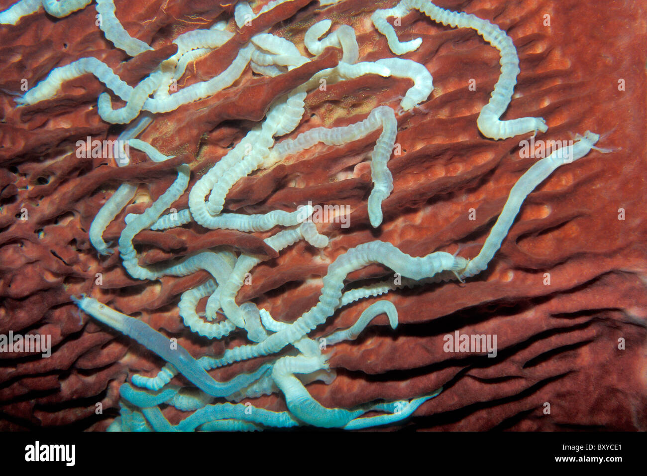 White Snake Sea Cucumber on Barrel Sponge, Synaptula sp., Xestospongia ...