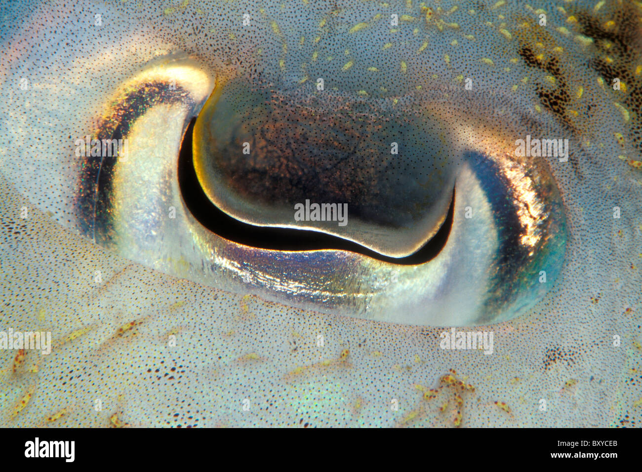 Eye cuttlefish hi-res stock photography and images - Alamy