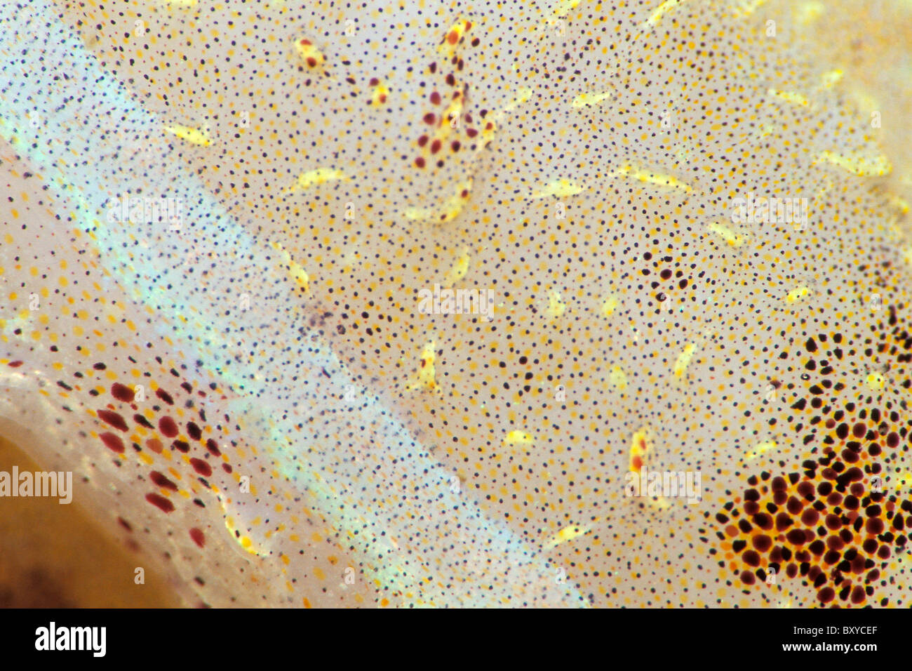 Play of Colours on Cuttlefish Skin, Sepia sp., Phuket, Thailand Stock ...