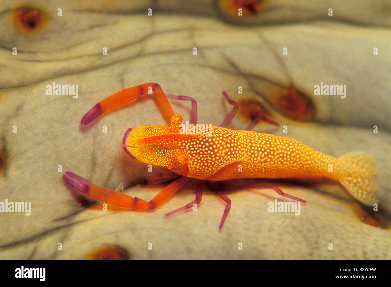 Emperor Shrimp on Sea Cucumber, Periclimenes imperator, Phuket ...
