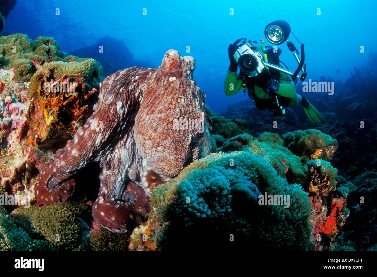 Underwater diver octopus hi-res stock photography and images - Alamy