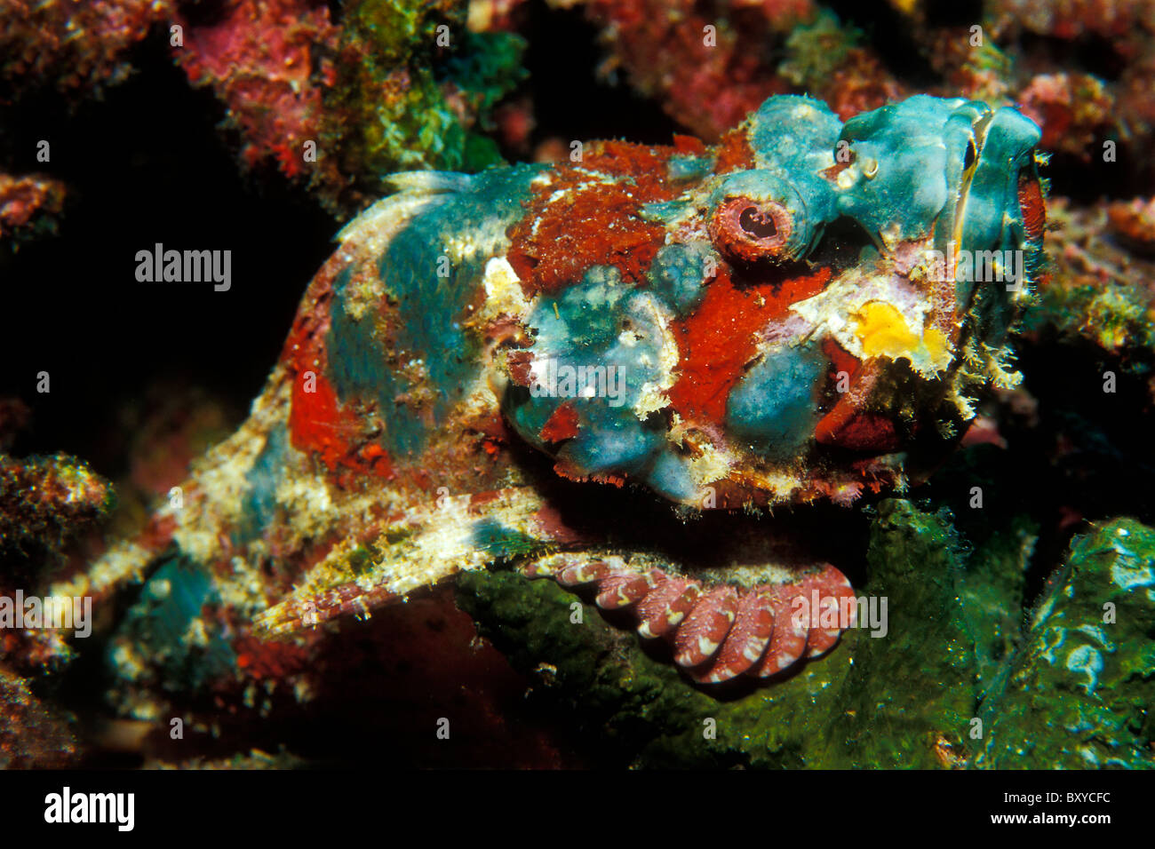 False Stonefish, Scorpaenopsis diabolus, Similan Islands, Thailand ...