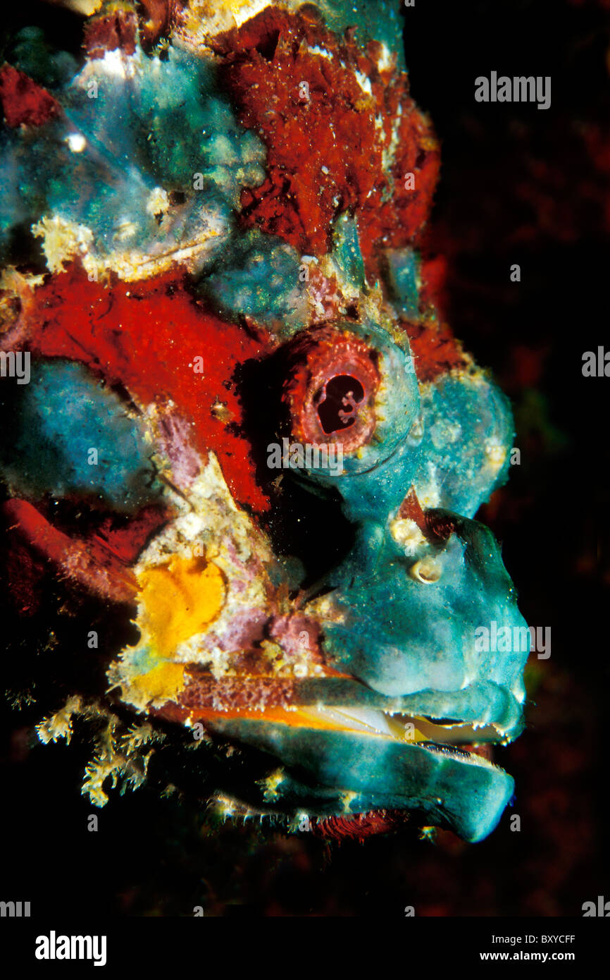 Mu sting hi-res stock photography and images - Alamy