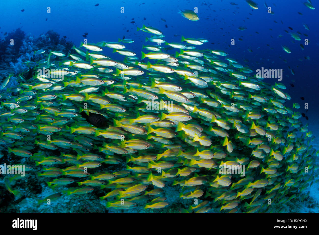 Big eye snapper hi-res stock photography and images - Alamy