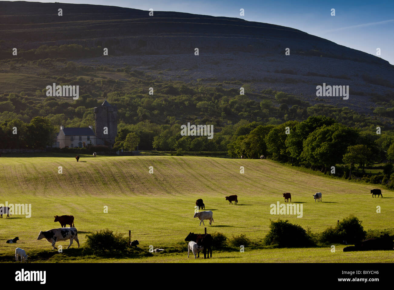 Homestead in shadow of The Burren karst landscape and Newtown Castle ...