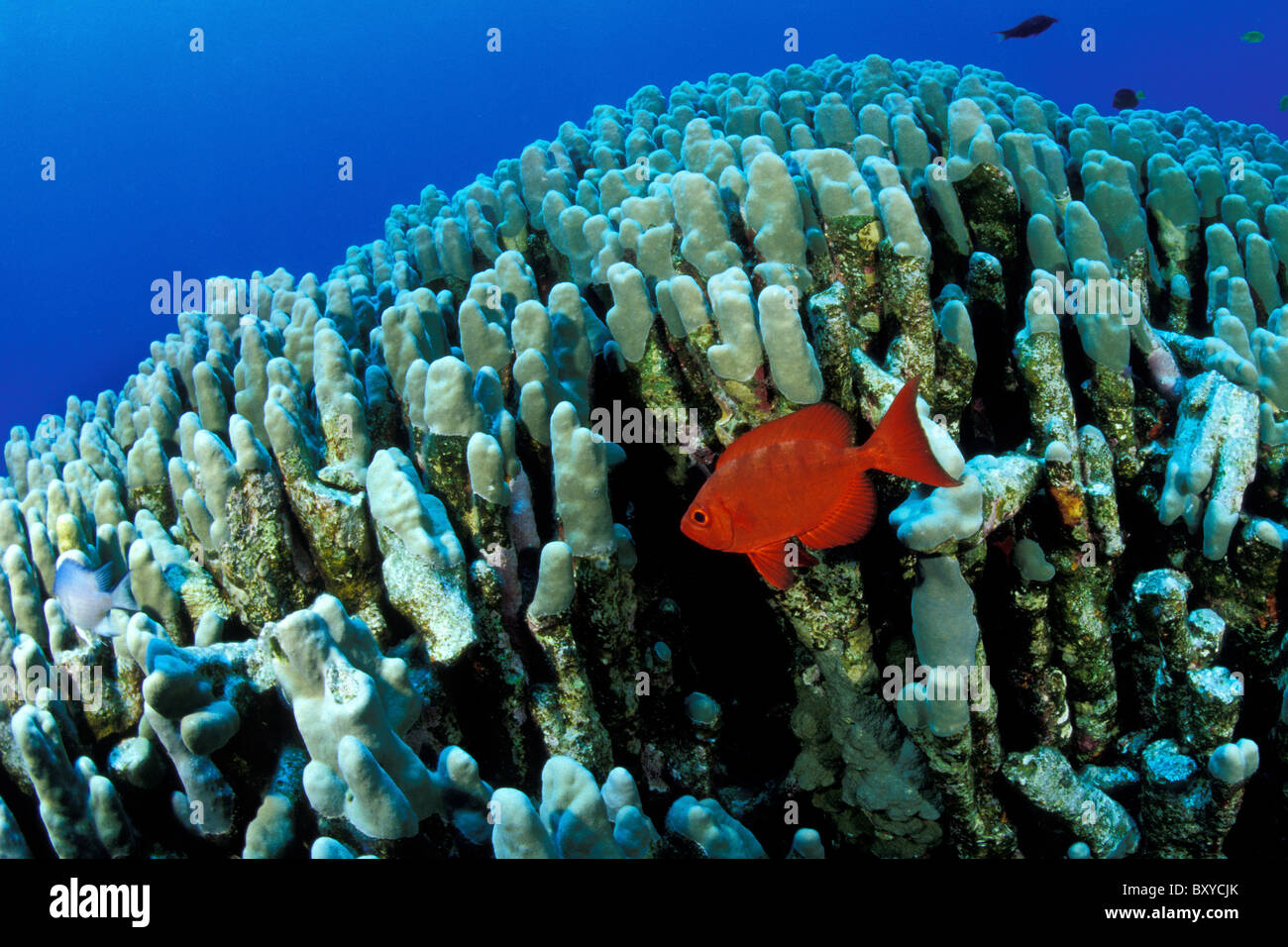 Red Bigeye on Reef, Priacanthus hamrur, Marsa Alam, Red Sea, Egypt ...