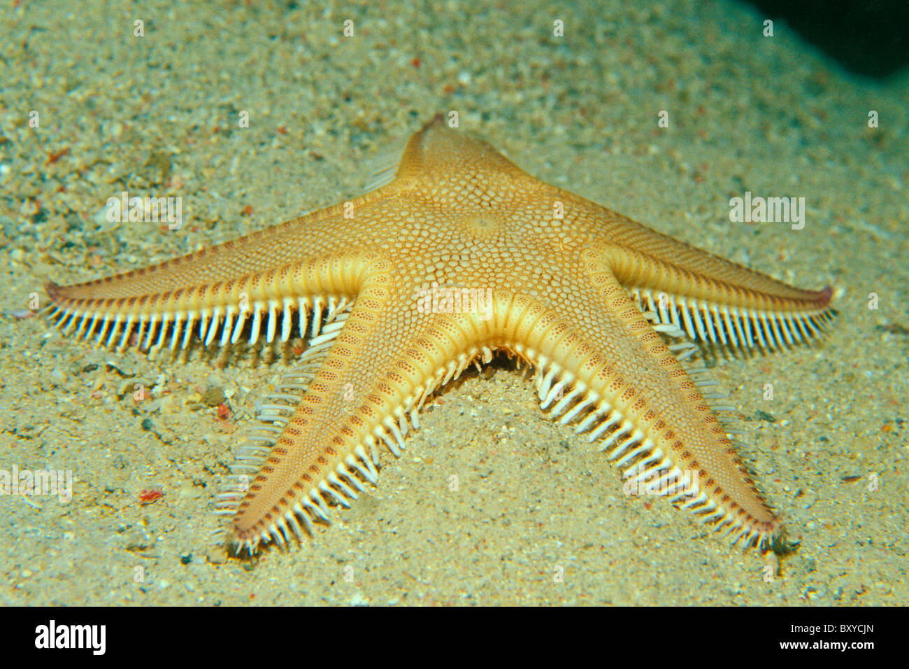 Comb Starfish, Astropecten aranciacus, Marsa Alam, Red Sea, Egypt Stock ...