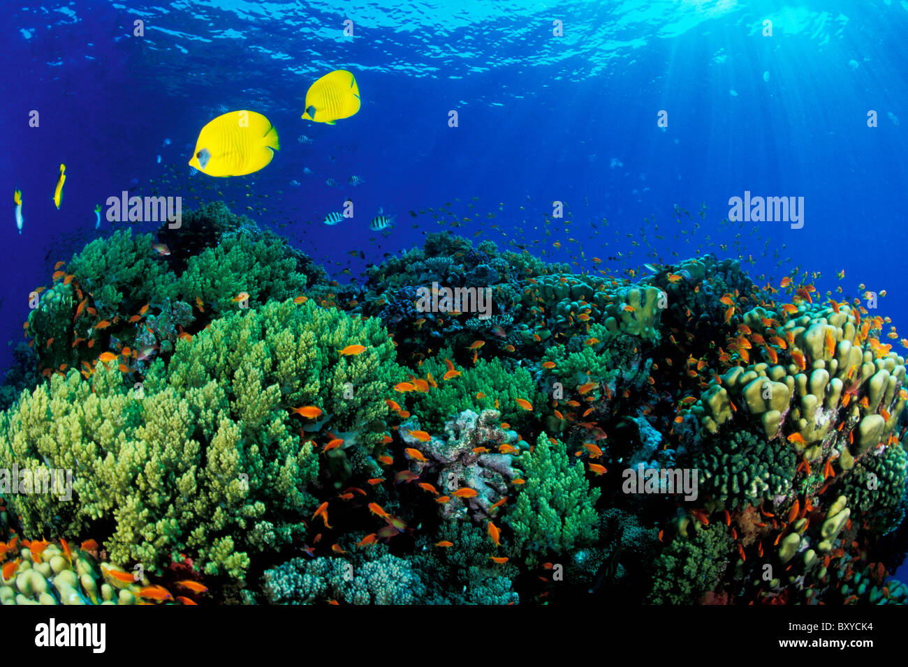 Coral Reef with Coral Fishes, Marsa Alam, Red Sea, Egypt Stock Photo ...