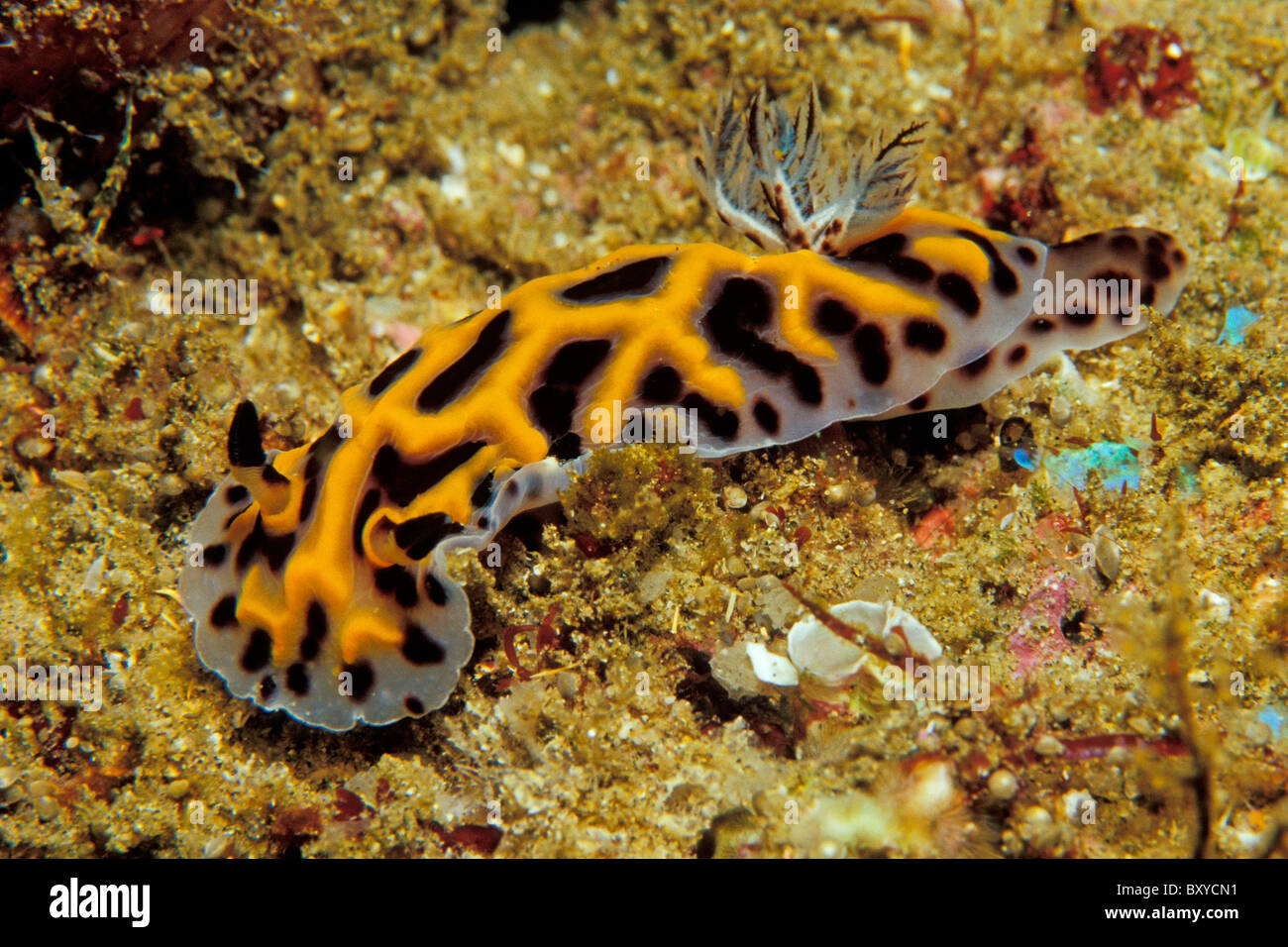 Black-yellow Nudibranch, Hypselodoris sp., Indian Ocean, Mozambique ...