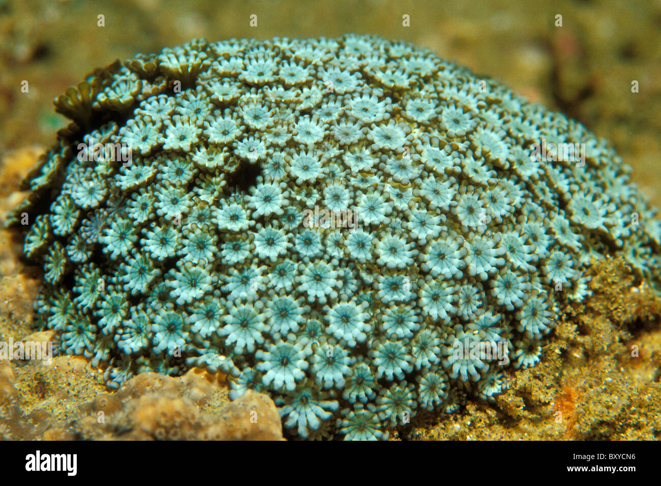Alveopora coral hi-res stock photography and images - Alamy