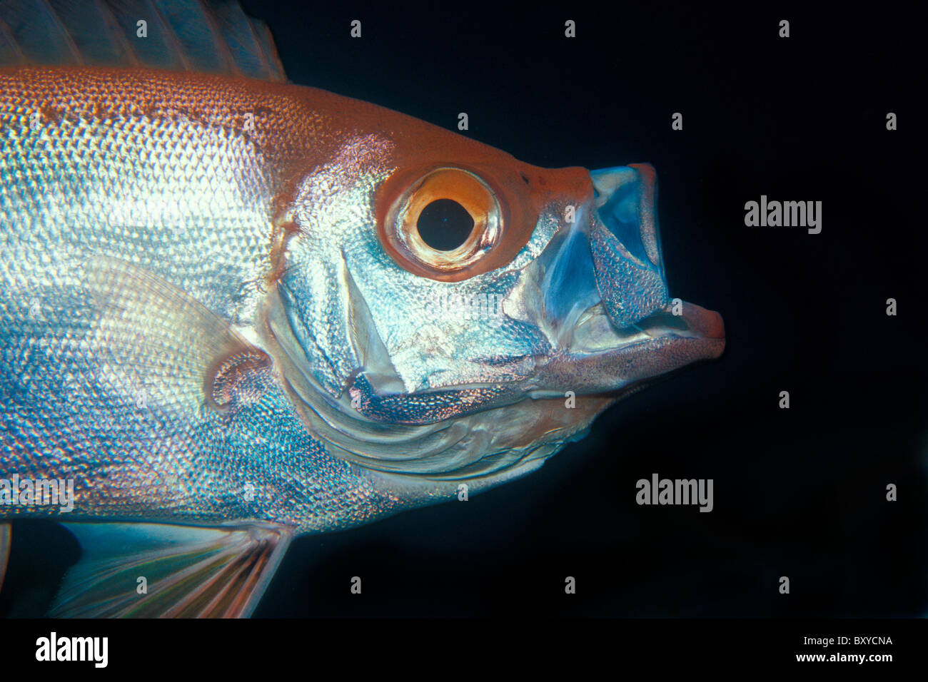 Red Bigeye open Mouth, Priacanthus hamrur, Indian Ocean, Mozambique ...