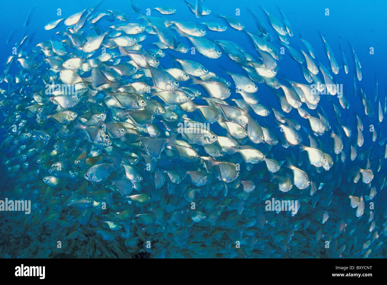 Shoal of Sweeper, Pempheris sp., Indian Ocean, Mozambique Stock Photo ...