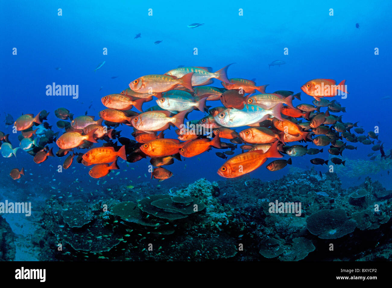 Shoal of Red Bigeye, Priacanthus hamrur, Indian Ocean, Mozambique Stock ...