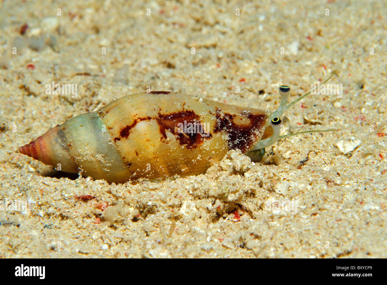 Sea Snail, Strombus sp., Marsa Alam, Red Sea, Egypt Stock Photo - Alamy