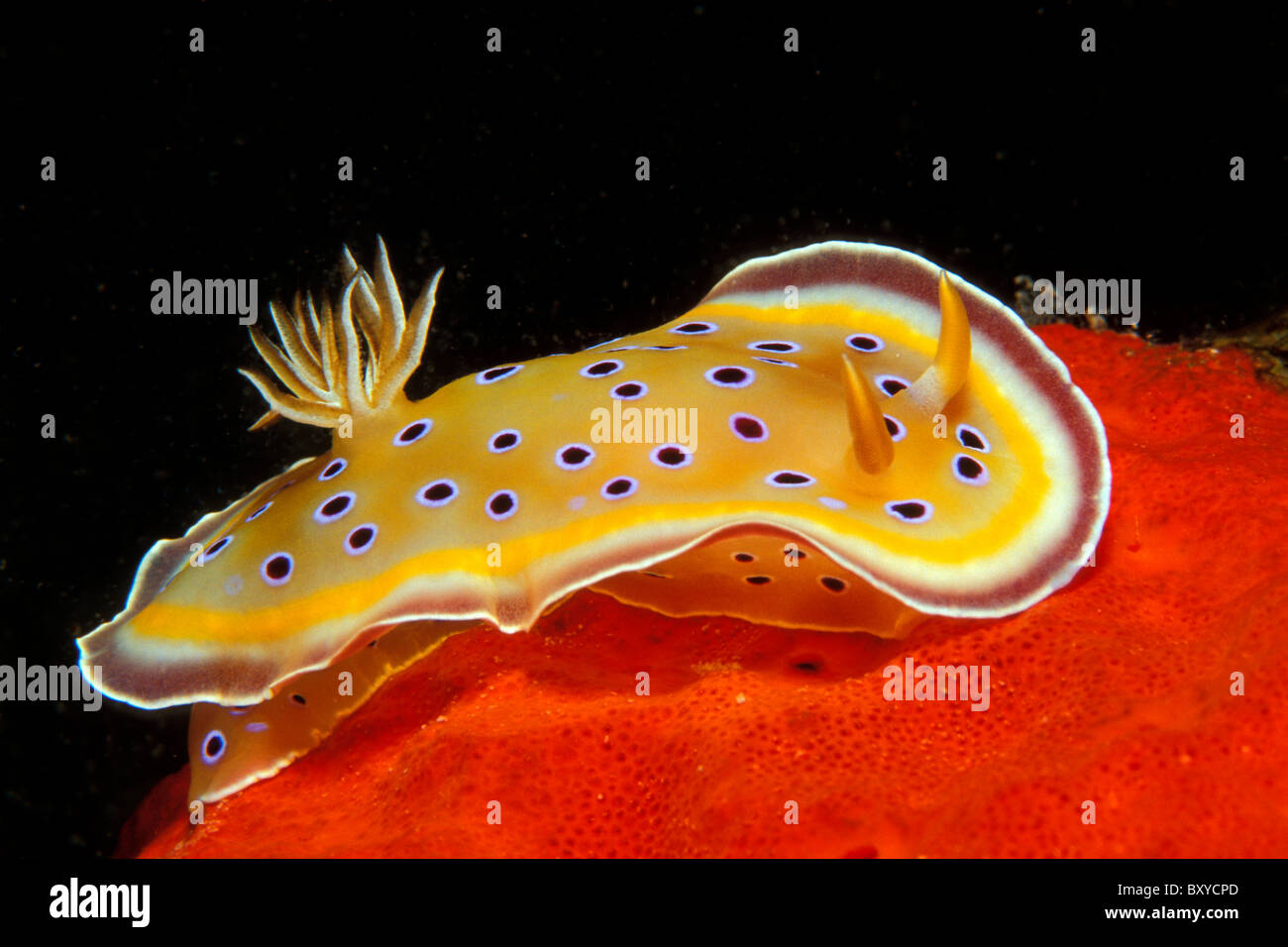 Yellow Nudibranch, Chromodoris geminus, Marsa Alam, Red Sea, Egypt ...