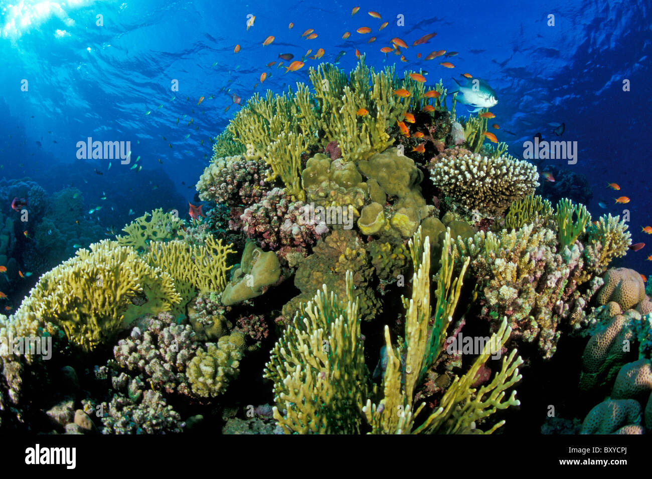 Fire Corals on Reef, Millepora dichotoma, Marsa Alam, Red Sea, Egypt ...
