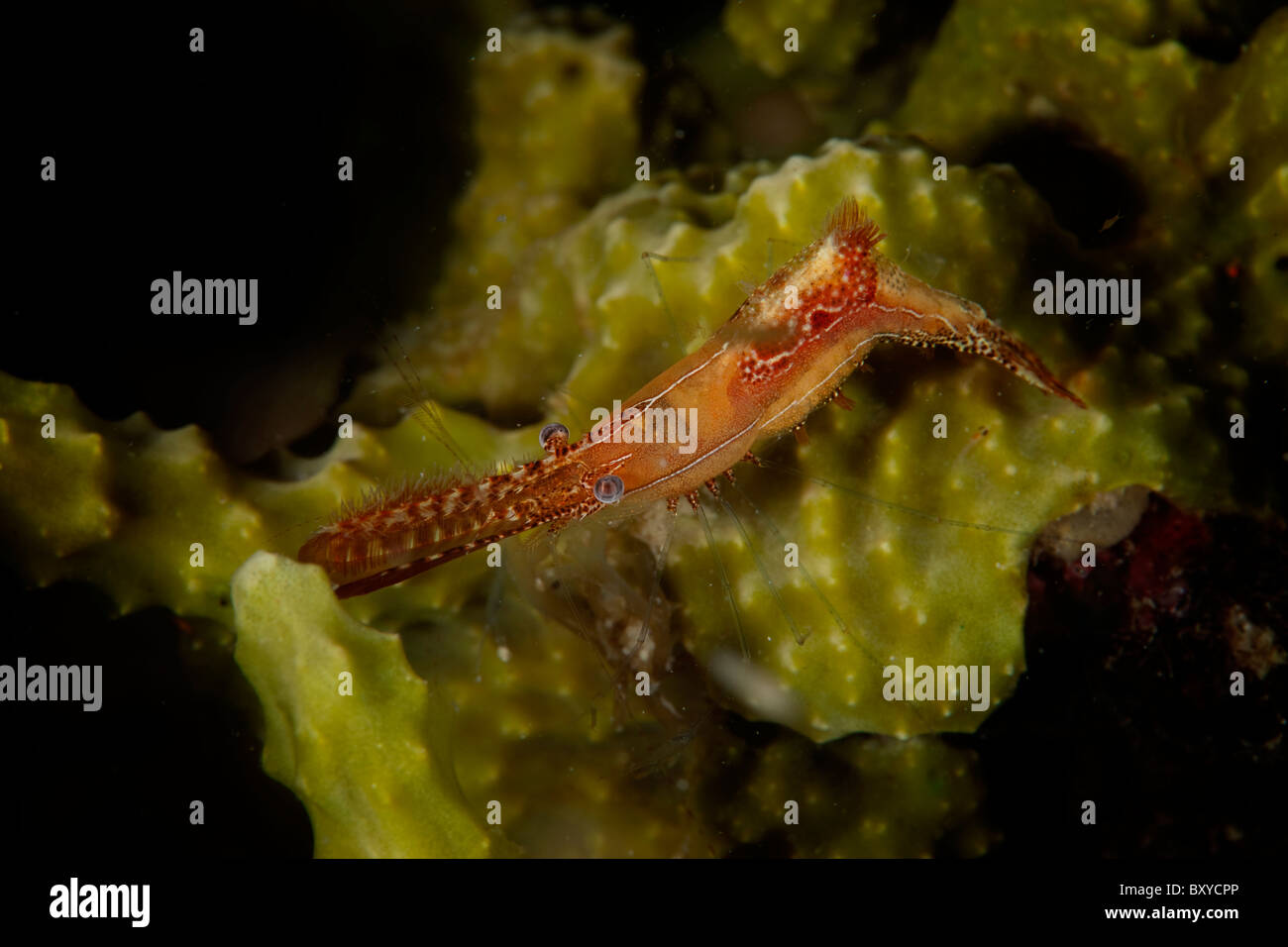 Rock shrimp underwater hi-res stock photography and images - Alamy