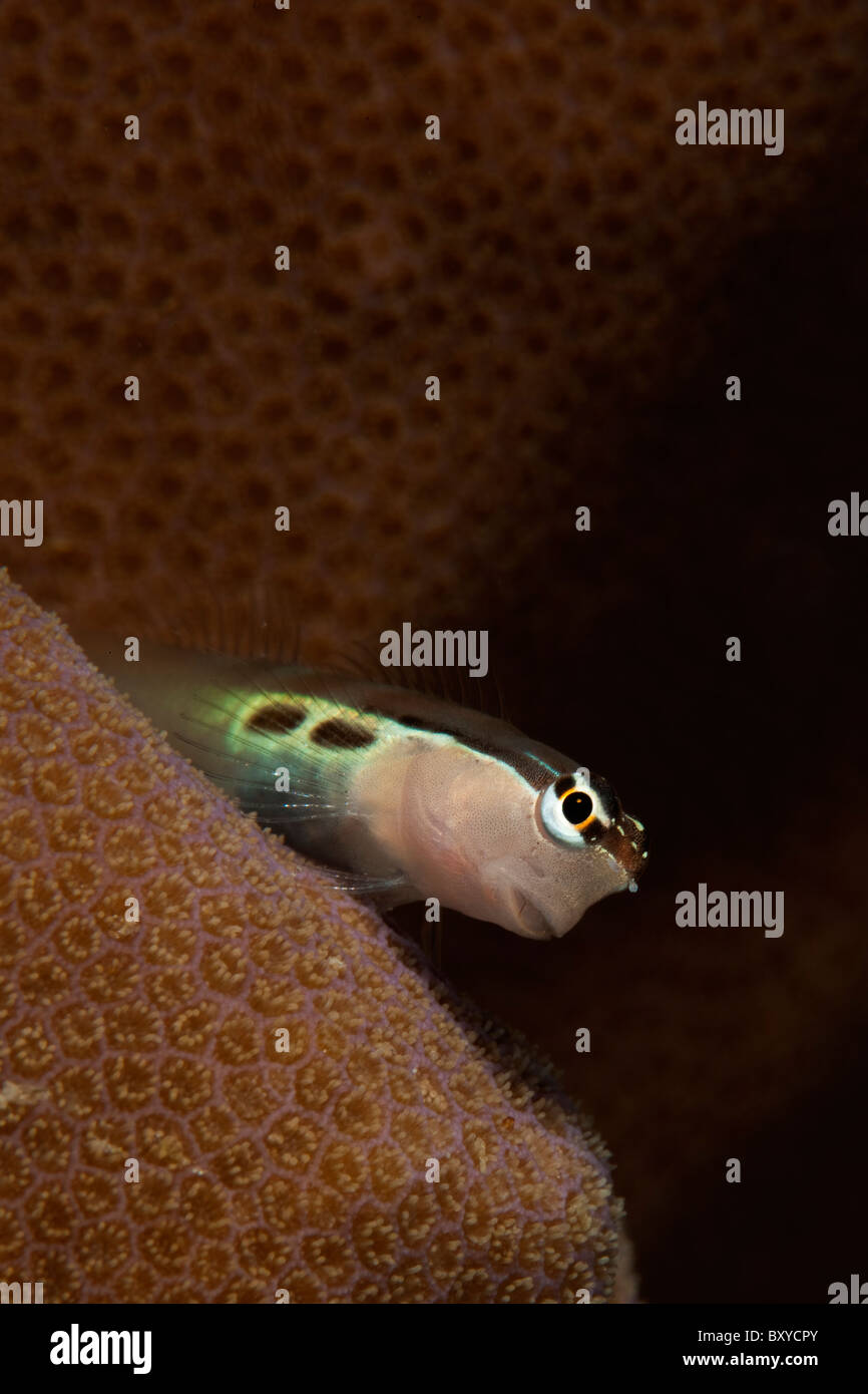 Philippines Blenny High Resolution Stock Photography and Images - Alamy