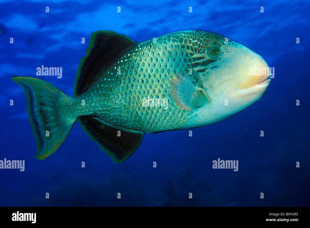 Yellowmargin Triggerfish, Pseudobalistes flavimarginatus, Marsa Alam ...