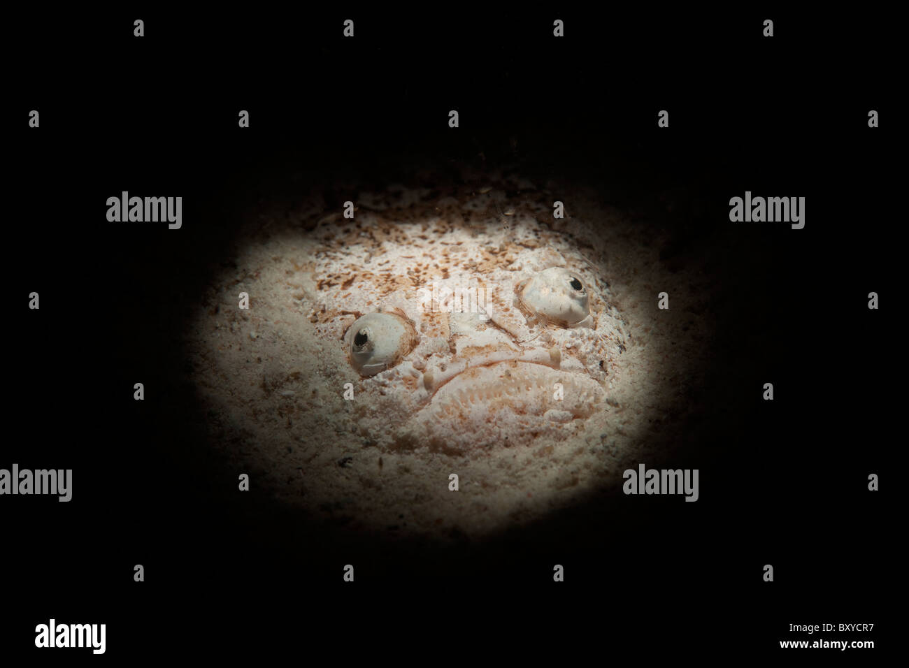 Stargazer Marine High Resolution Stock Photography and Images - Alamy