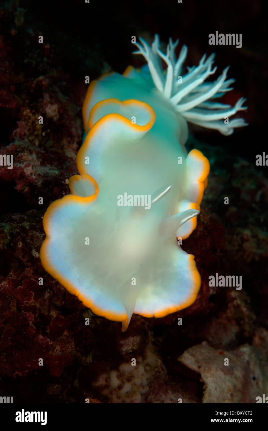 White Nudibranch, Ardeadoris egretta, Visayas, Cebu, Philippines Stock ...