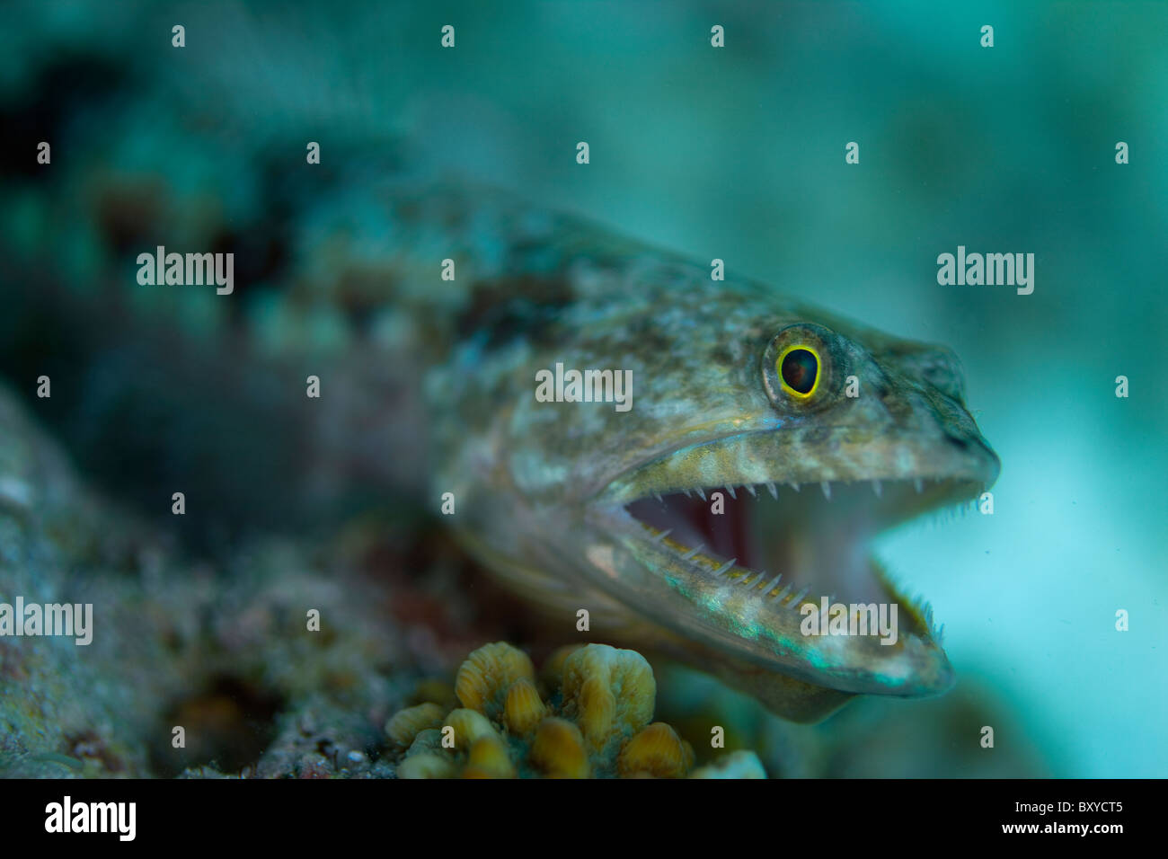Reef lizardfish synodus variegatus hi-res stock photography and images ...