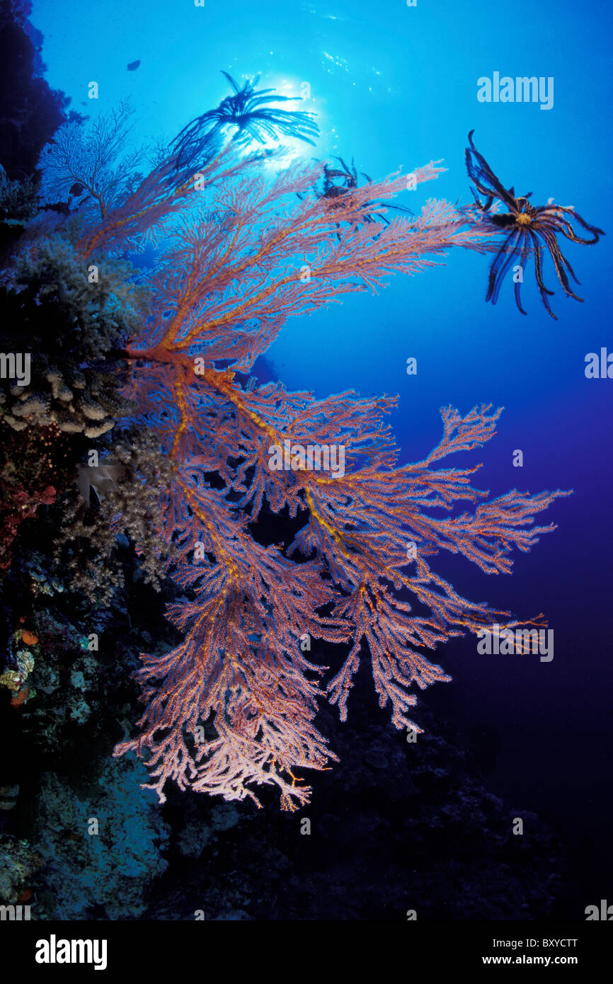 Red sea coral hi-res stock photography and images - Alamy