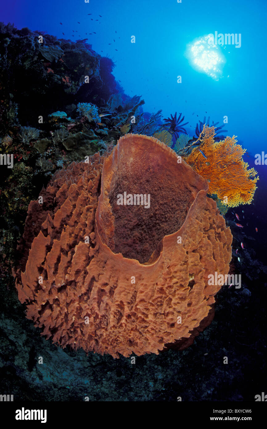 Barrel Sponge on Coral Reef, Xestospongia testudinaria, Layang Layang ...