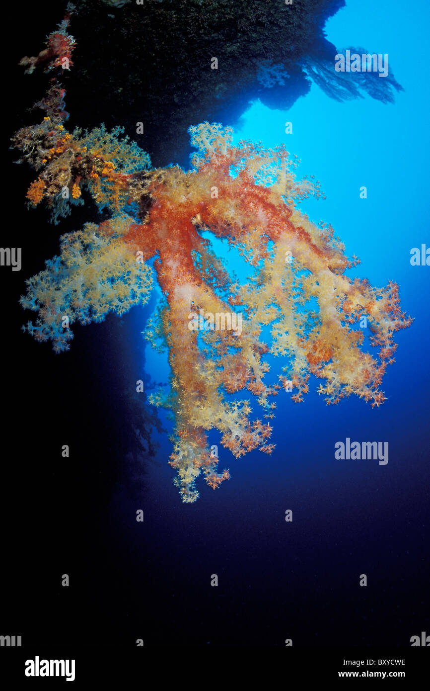 Soft Coral on Reef, Dendronephthya sp., Layang Layang, Borneo, Malaysia ...