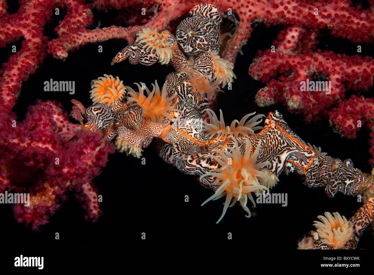 Amphiantus hi-res stock photography and images - Alamy